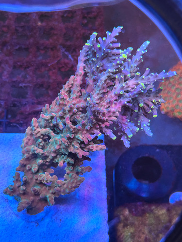 CB Beastmode | Poo Tang Reefs