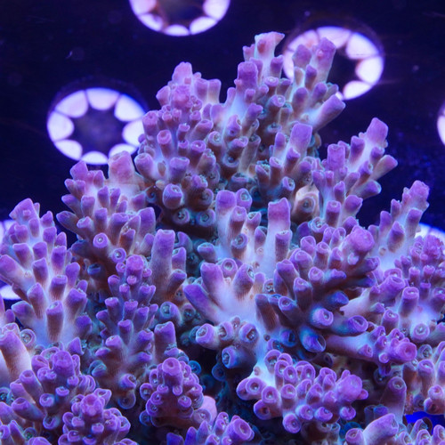 PTR Fire and Ice Granulosa | Poo Tang Reefs