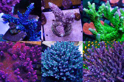 SPS Pack 6 | Poo Tang Reefs