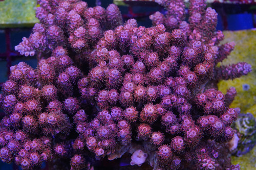 TSA Daydream | Poo Tang Reefs