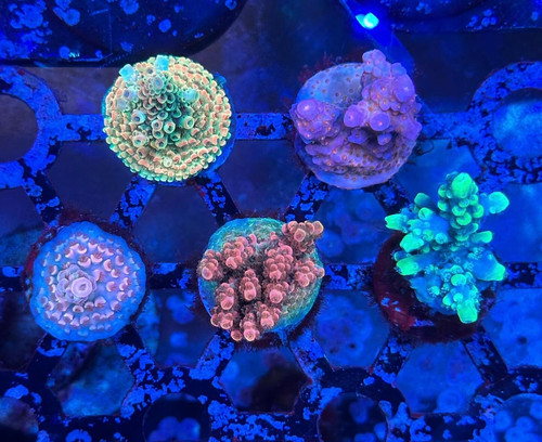 SPS Pack 6 | Poo Tang Reefs