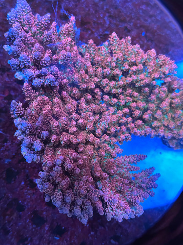 POTO Backdraft | Poo Tang Reefs