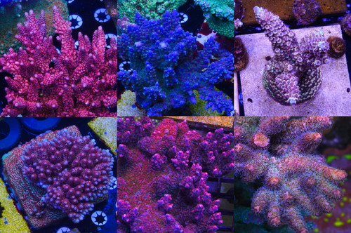 SPS Pack 2 | Poo Tang Reefs