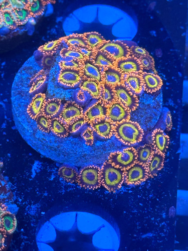 Fruit Loops Zoa | Poo Tang Reefs