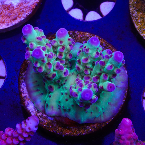 BC Kermit Song Granulosa | Poo Tang Reefs