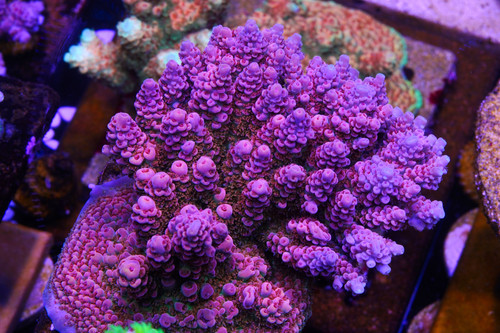 POTO Backdraft | Poo Tang Reefs