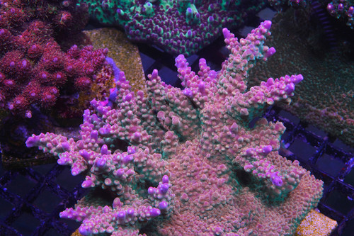 PTR Purple Punch | Poo Tang Reefs
