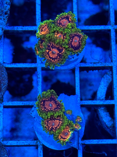 Marvin the Martin | Poo Tang Reefs