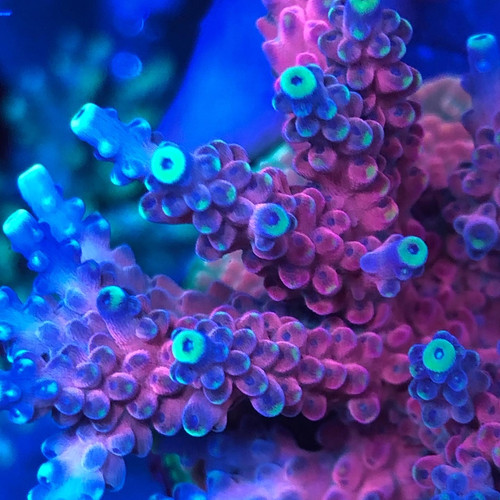 King Fiji | Poo Tang Reefs