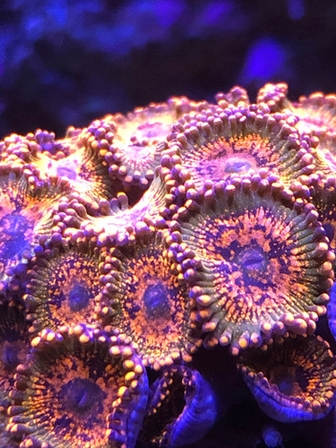 Azz Krack | Poo Tang Reefs