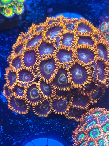 Rainbow Hornet Zoa | Poo Tang Reefs