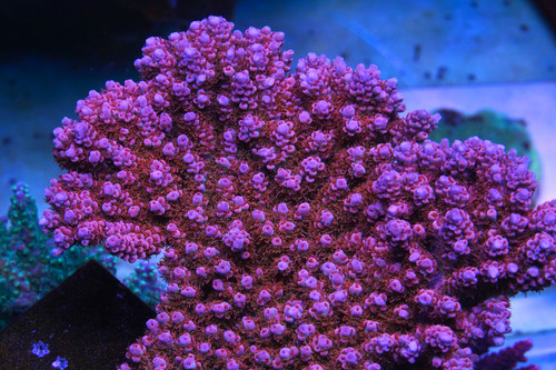 POTO Backdraft | Poo Tang Reefs