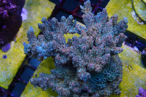 BC Bohemia | Poo Tang Reefs
