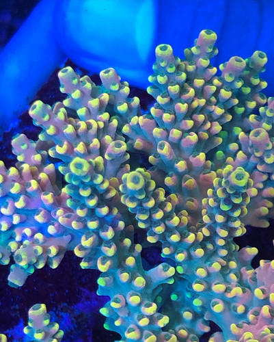 RC Poison Envy | Poo Tang Reefs