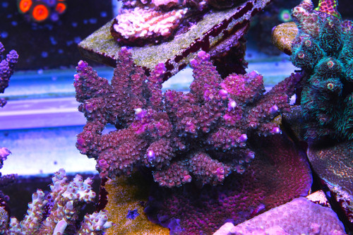 PTR Deep Purple | Poo Tang Reefs