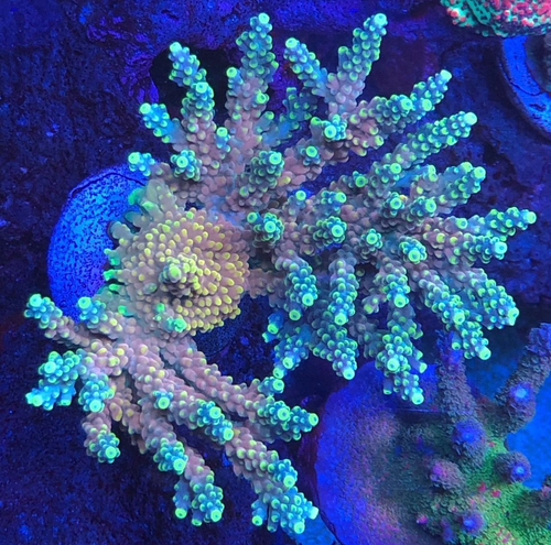 BC Honeycomb | Poo Tang Reefs