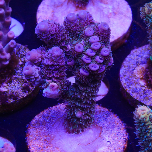 PTR Loki Moki | Poo Tang Reefs