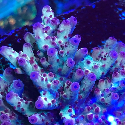 BC Kermit Song Granulosa | Poo Tang Reefs