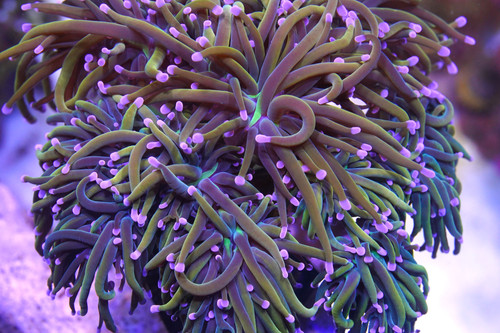 Dragon Tamer Torch | Poo Tang Reefs