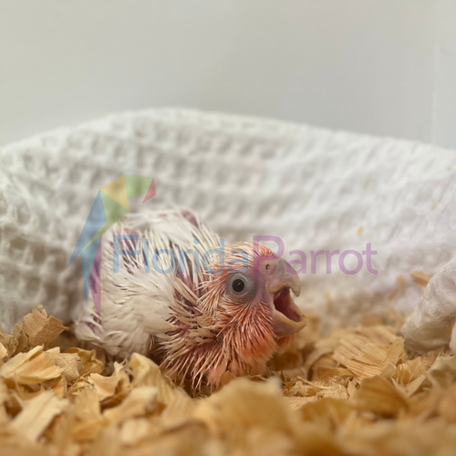 Major Mitchell Cockatoo | Florida Parrot