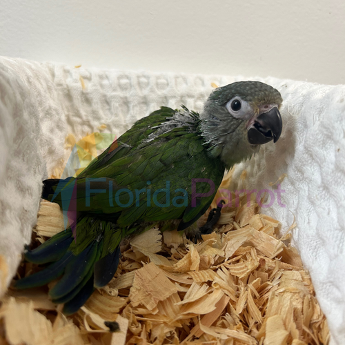 Dusky Conure | Florida Parrot
