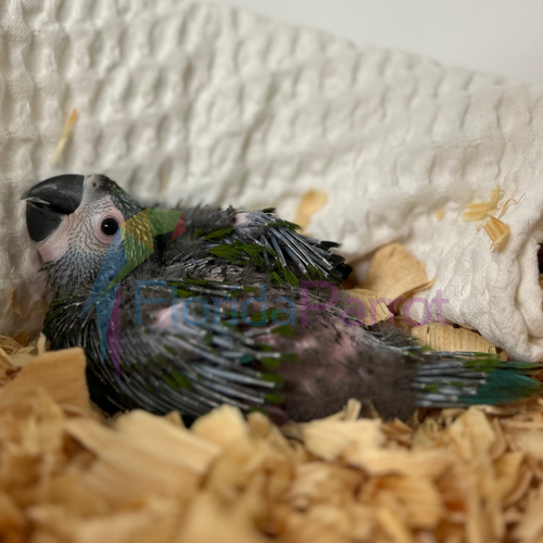 Severe Macaw | Florida Parrot