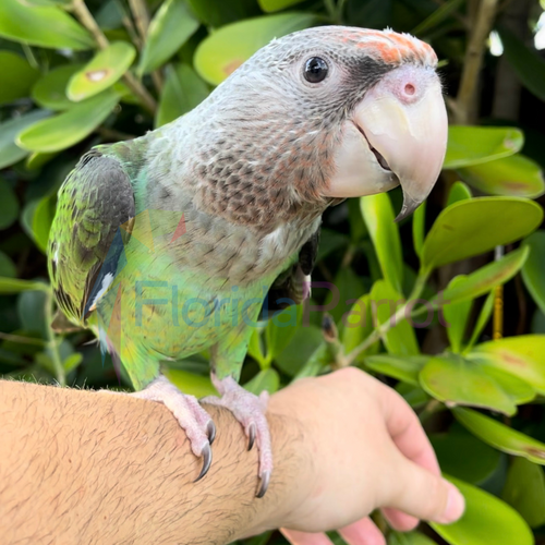 Cape Parrot | Florida Parrot