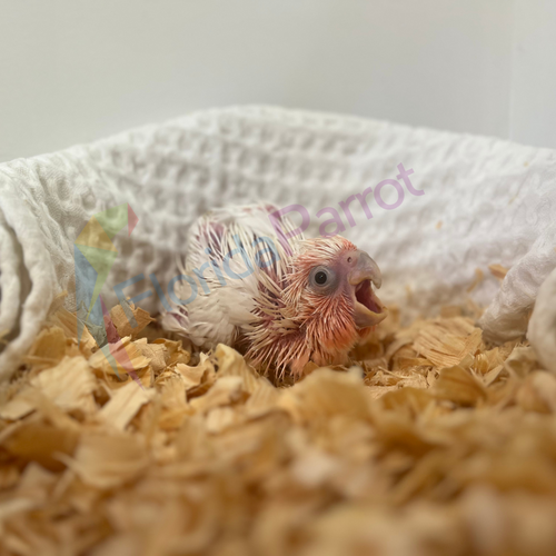 Major Mitchell Cockatoo | Florida Parrot