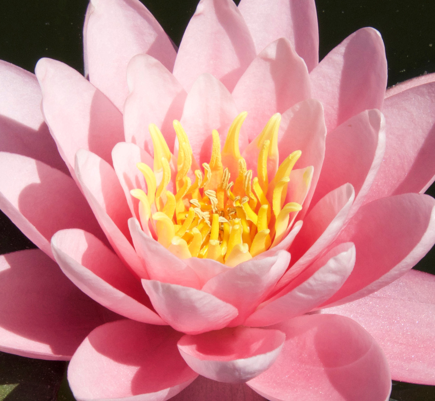 Divine Self Online Course Survey Transcendence Calling divine-self-online-course-survey-transcendence-calling
