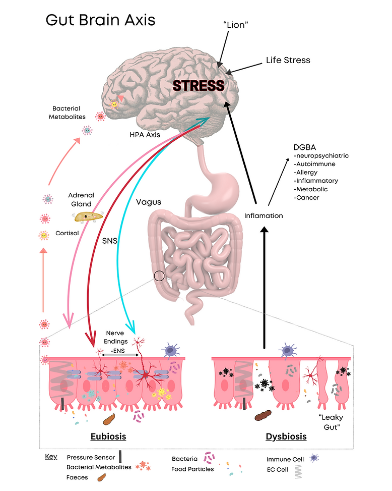 Gastroenterologist | Dr Rebecca Ryan | Gold Coast