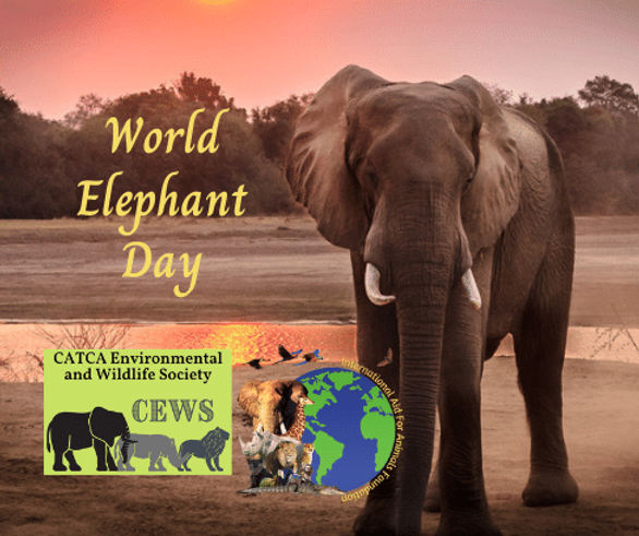 World Elephant Day