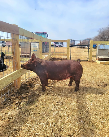 Bauer Farms | Farm | United States