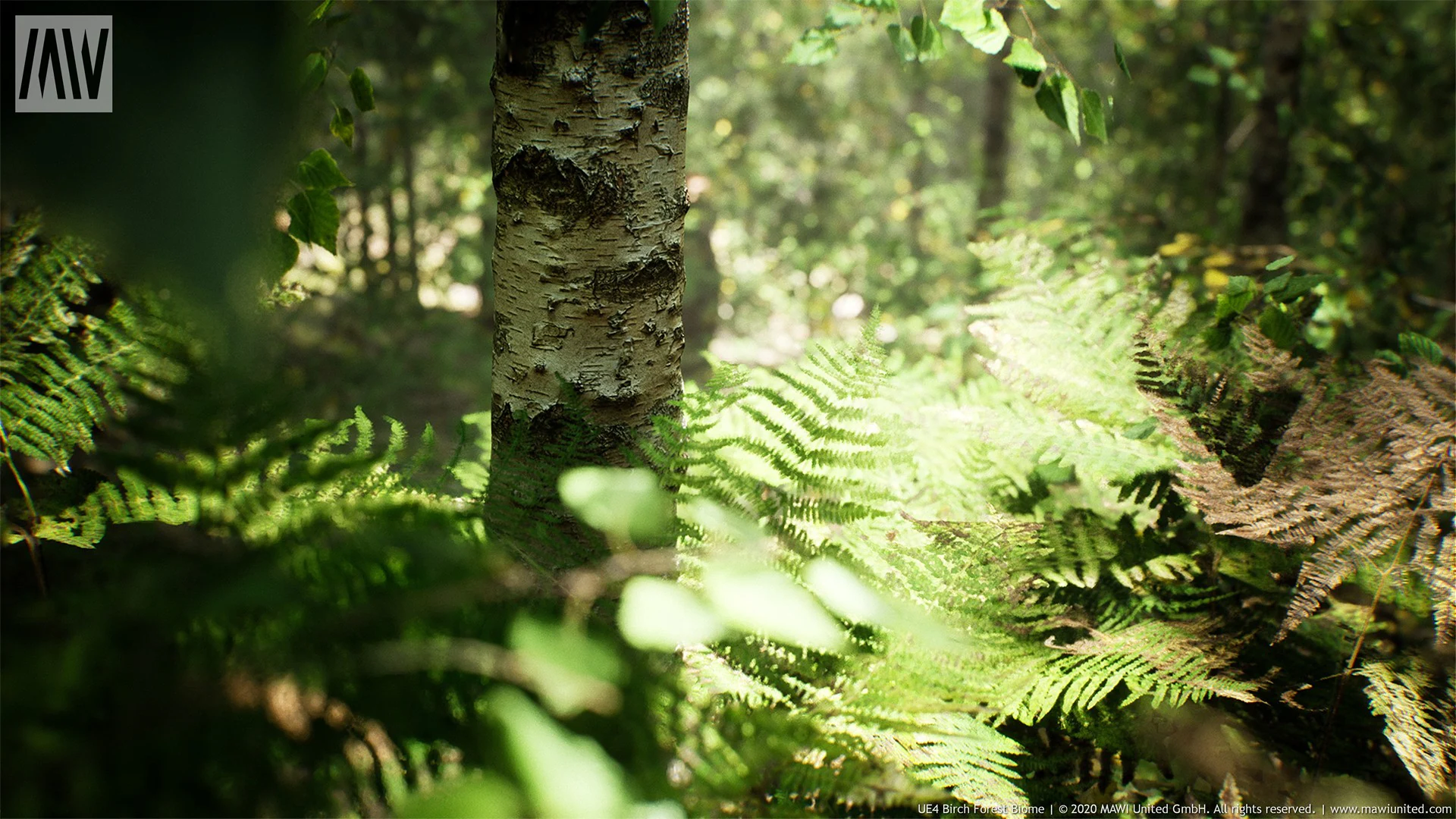 MW Birch Trees Forest Biome