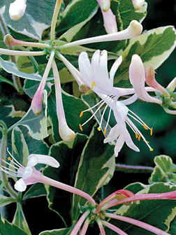 honeysuckle color code