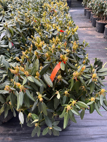 Rhododendron 'Percy Wiseman' - Percy Wiseman Rhododendron | Plumline