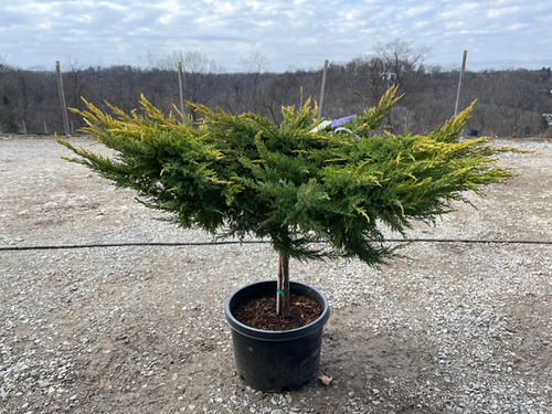 STD Daub's Frosted Juniper Standard - Juniperus chinensis 'Daubs ...