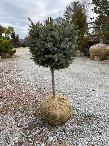 STD Dwarf Serbian Spruce Standard - Picea omorika 'Nana' STD | Plumline