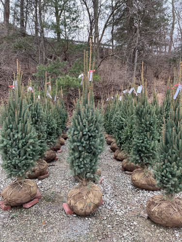 Picea abies 'Cupressina' - Columnar Norway Spruce | Plumline