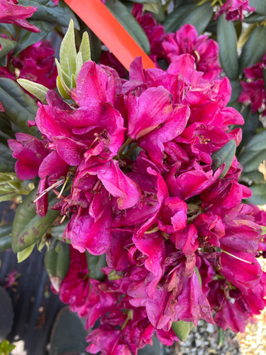 Rhododendron 'Henry's Red' - Henry's Red Rhododendron | Plumline