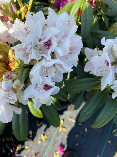 Rhododendron 'Calsap' - Calsap Rhododendron | Plumline