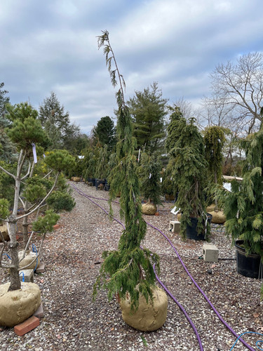 Cupressus nootkatensis 'Green Arrow' - Green Arrow Weeping Alaskan ...