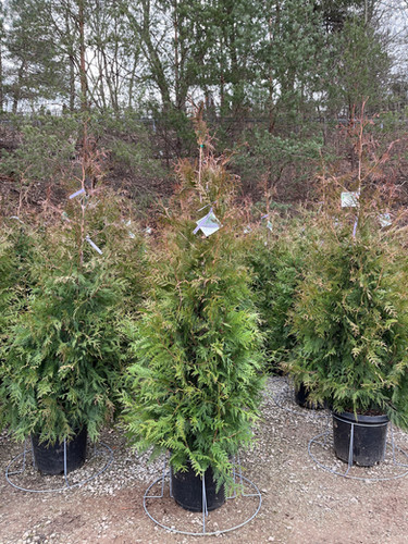 Thuja plicata 'Spring Grove' - Spring Grove Arborvitae | Plumline