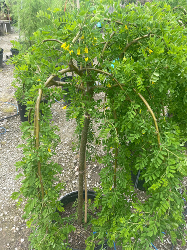 Caragana arborescens 'pendula' - Weeping Siberian Pea Shrub | Plumline