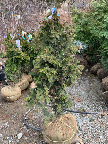 Chamaecyparis obtusa 'Gracilis' - Slender Hinoki Cypress | Plumline