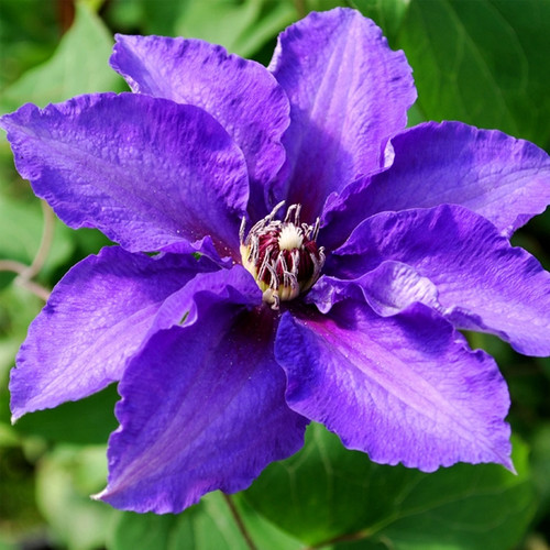 Clematis Vancouver ™ 'Danielle' - Danielle Clematis | Plumline