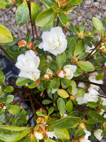Azalea 'Rosebud White' - Rosebud White Azalea | Plumline