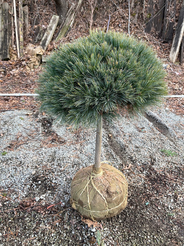Dwarf Blue Eastern White Pine Standard - Pinus strobus 'Glauca Nana ...