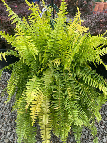 Tiger Fern 10" Hanging Basket - Nephrolepis exaltata 'Tiger Fern ...