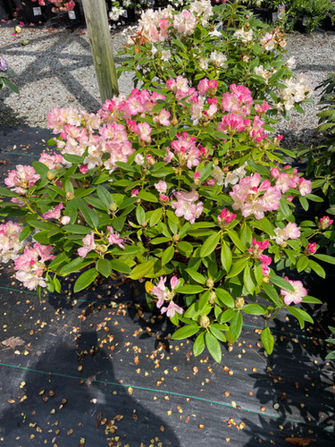 Rhododendron 'Ken Janeck' - Ken Janeck Rhododendron | Plumline