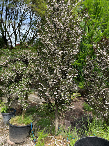 Styrax japonicus 'Evening Light' - Evening Light Japanese Snowbell ...
